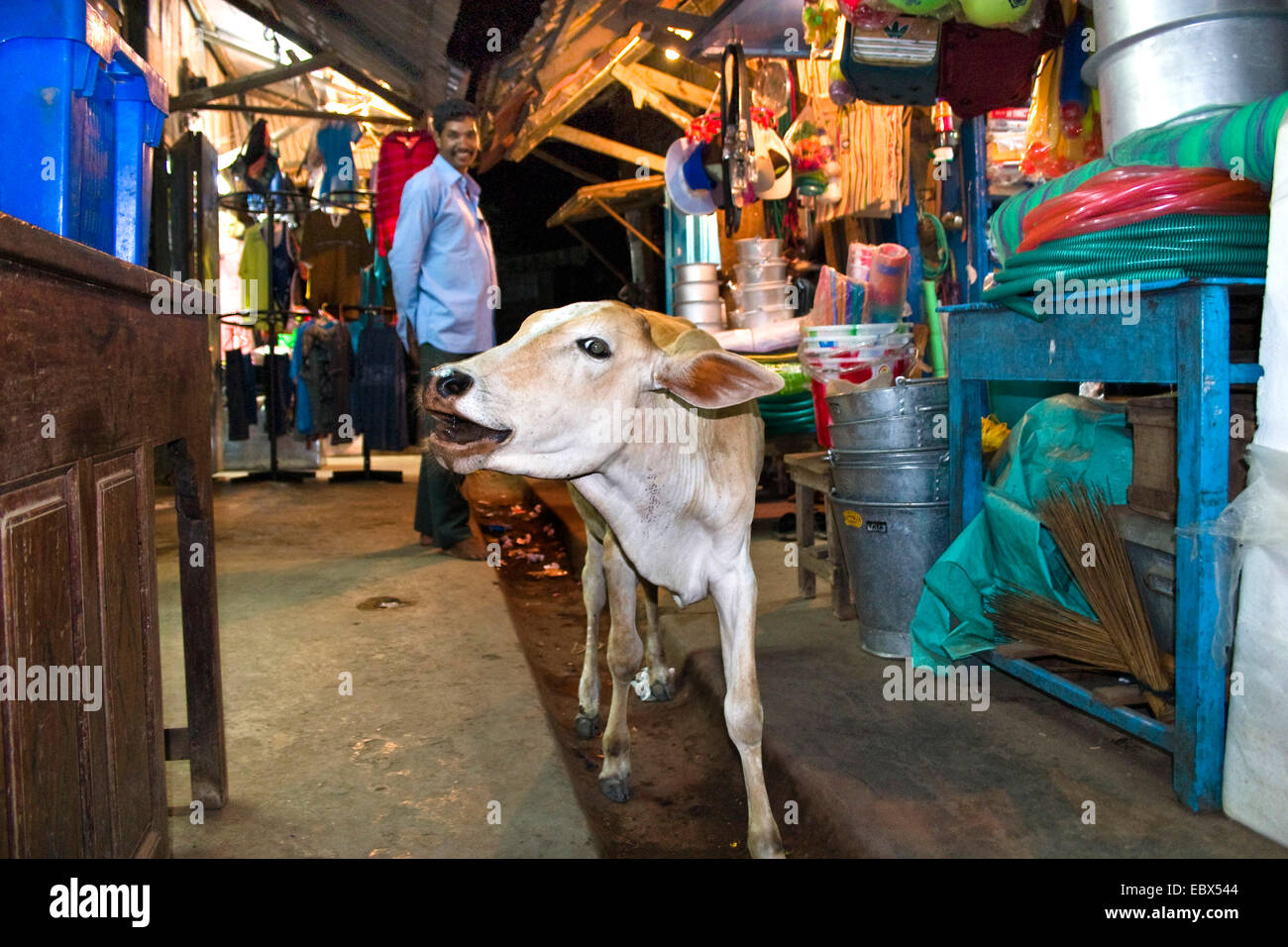 Bos primigenius indicus indian cow hi-res stock photography and images ...