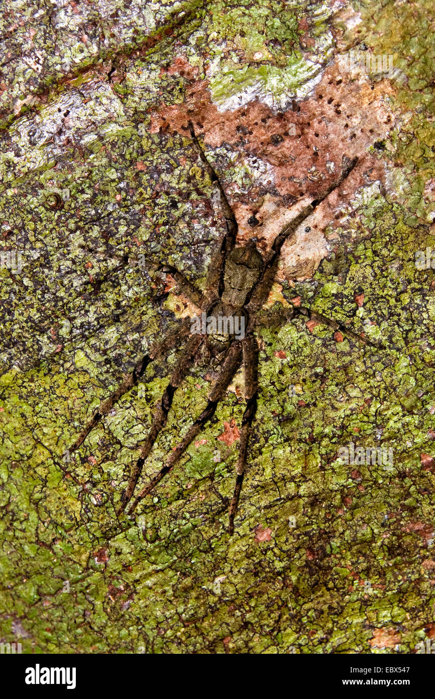 Spider camouflage on tree trunk hi-res stock photography and images - Alamy