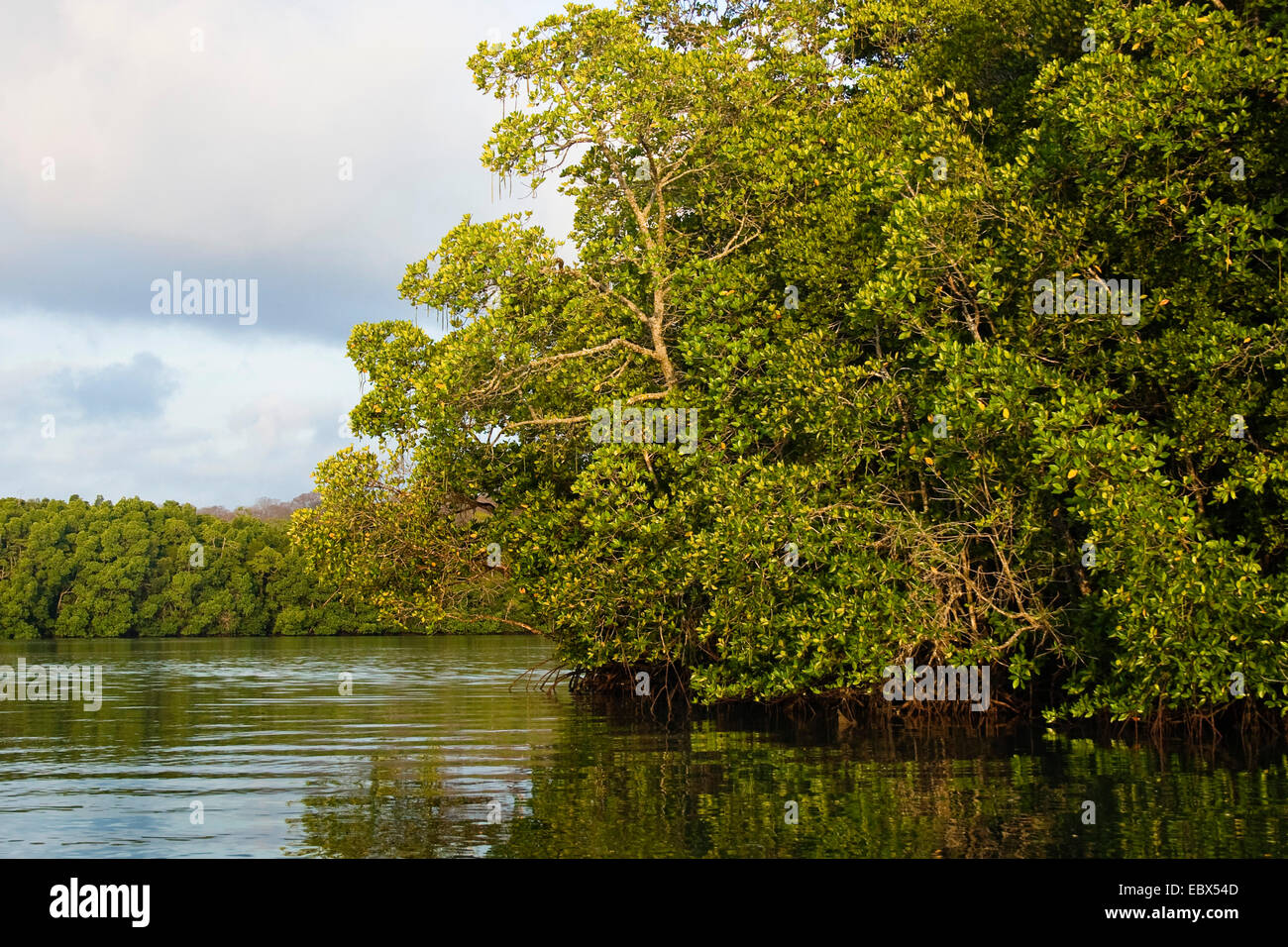 Mangroves in the austin strait hi-res stock photography and images - Alamy