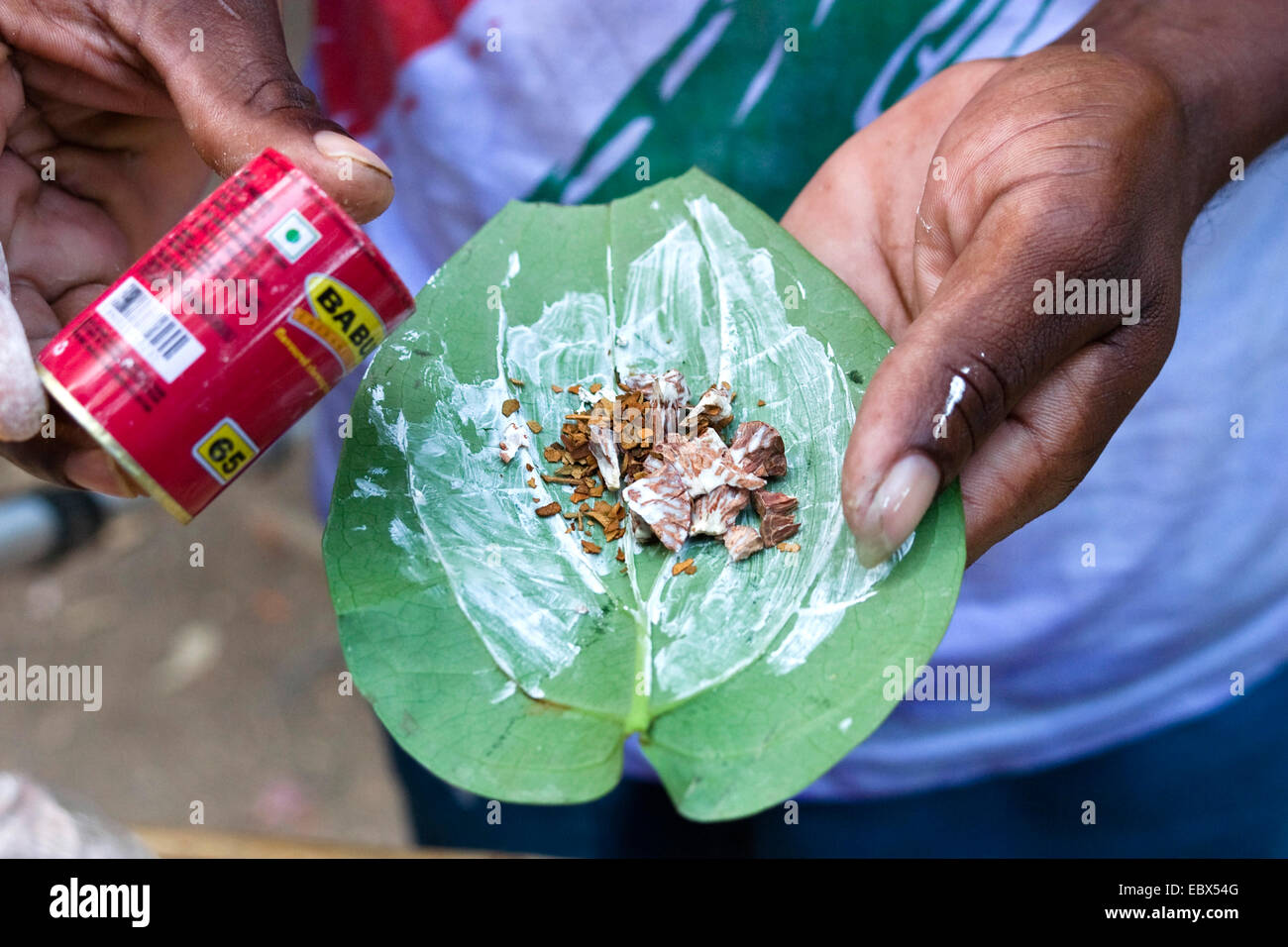 betel palm (Areca catechu), betelnut, Areca catechu; with quicklime on ...