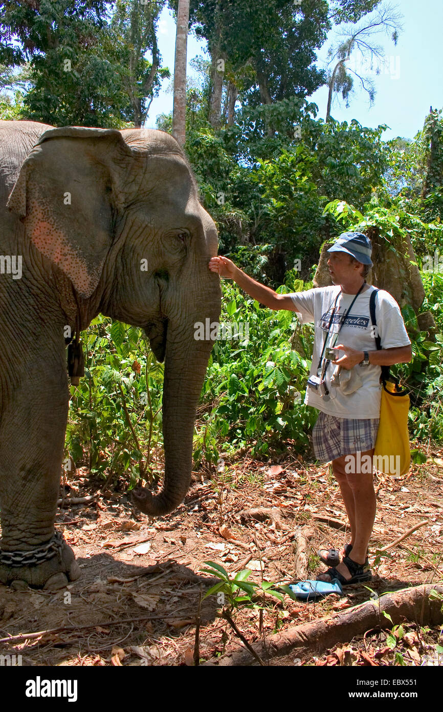 Indian elephant (Elephas maximus indicus, Elephas maximus bengalensis ...