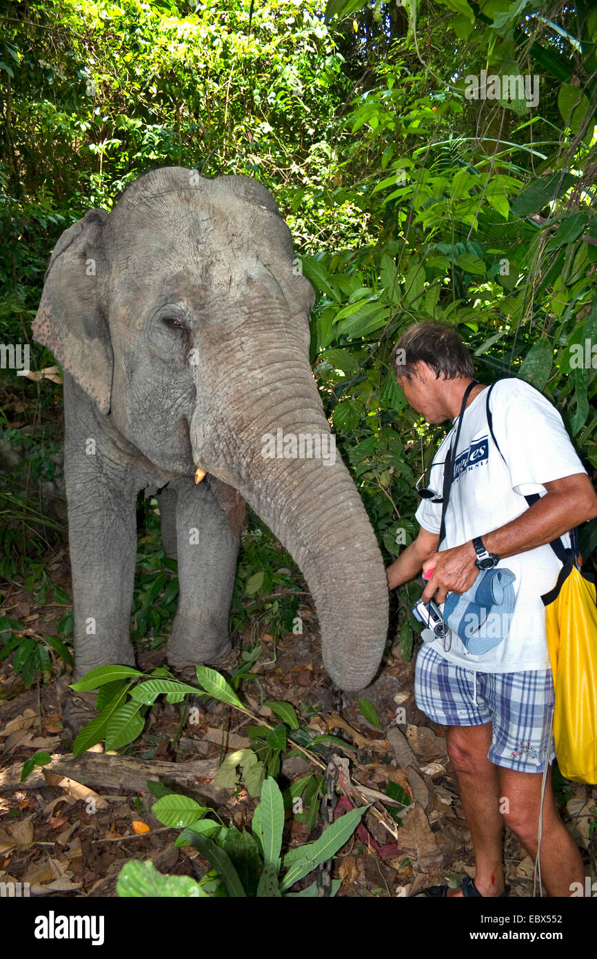 Indian elephant (Elephas maximus indicus, Elephas maximus bengalensis ...