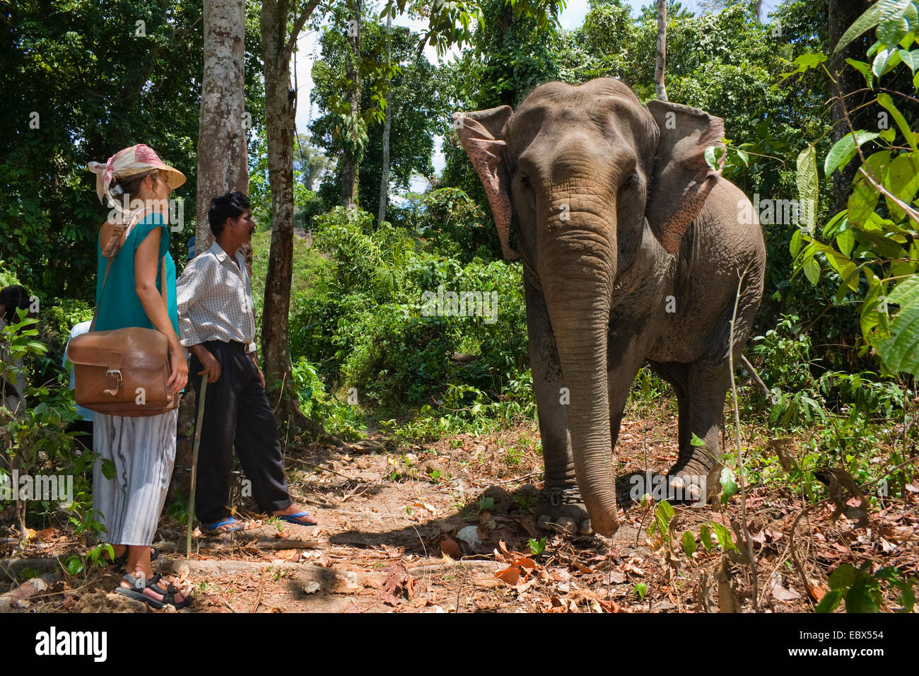 Indian elephant (Elephas maximus indicus, Elephas maximus bengalensis ...