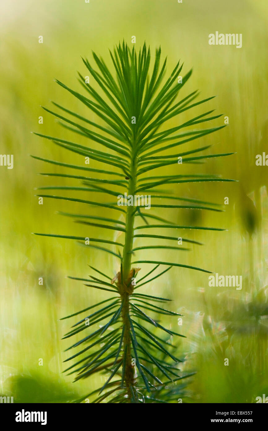 Norway spruce (Picea abies), seedling, Germany Stock Photo - Alamy