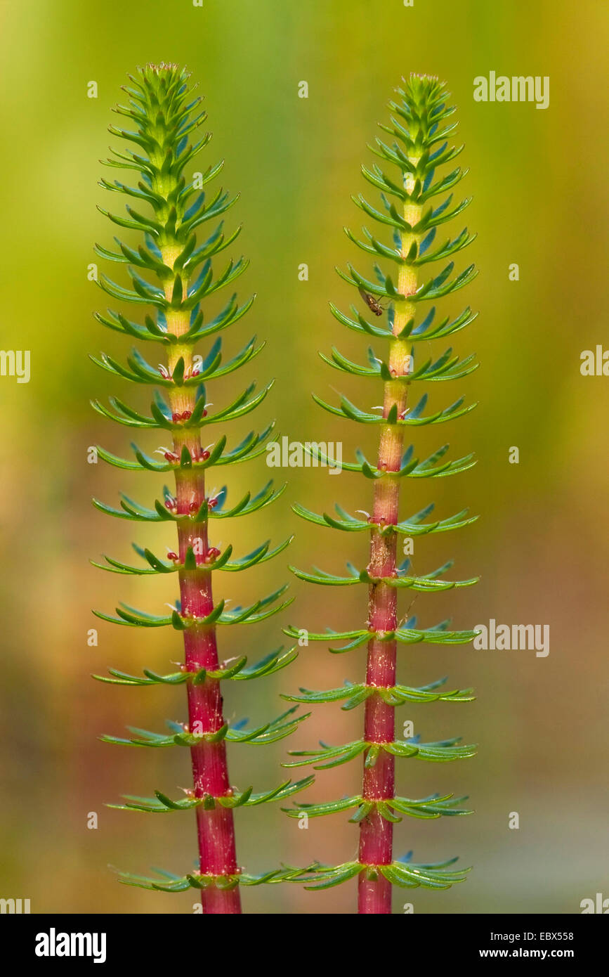 mare's tail, common mare's tail (Hippuris vulgaris), two sprouts ...