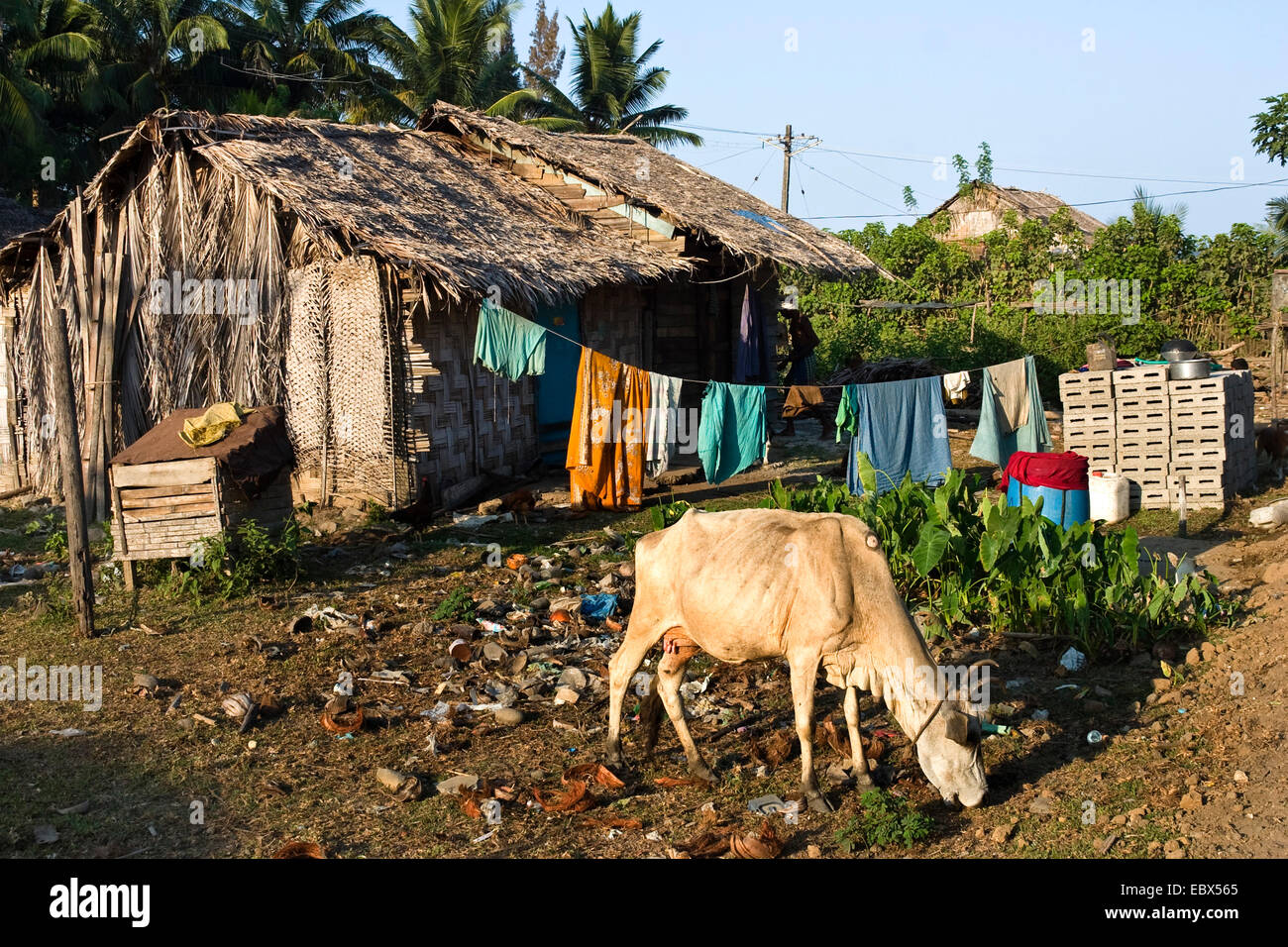 Zebu, Humped Cattle, Indicus Cattle (Bos primigenius indicus, Bos ...