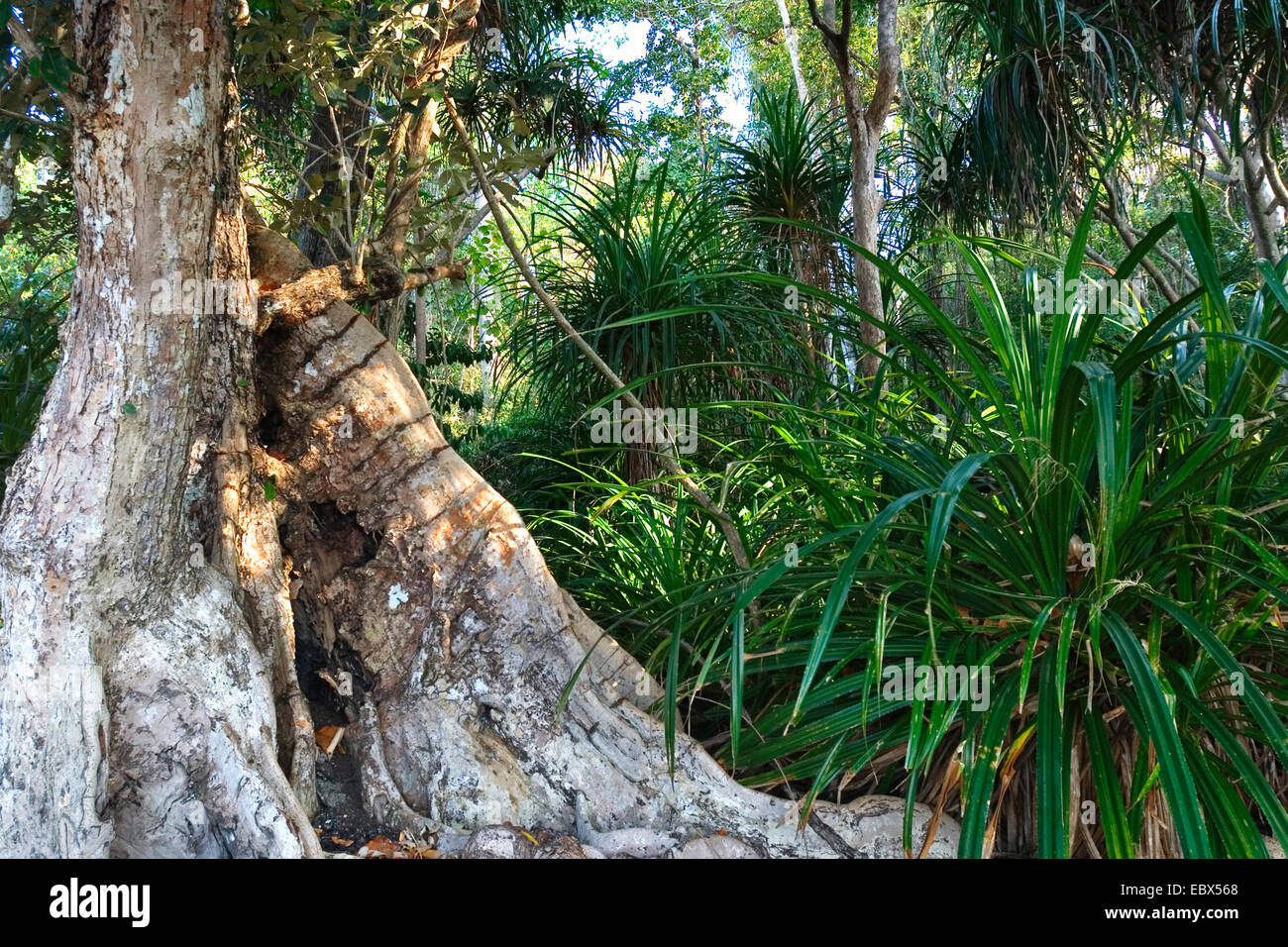pahong, screw pine (Pandanus spec.), screw pine in a tropical rain ...