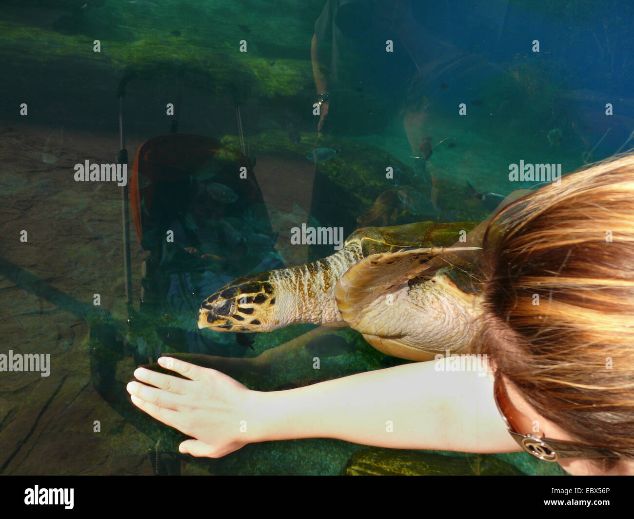 loggerhead sea turtle, loggerhead (Caretta caretta), woman at the pane ...