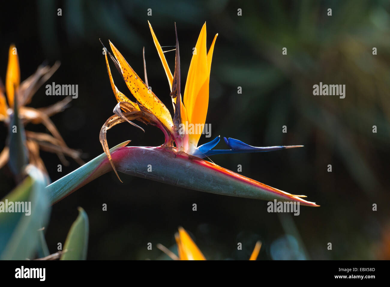 Bird-of-paradise Flower, Strelitzia reginae Stock Photo - Alamy