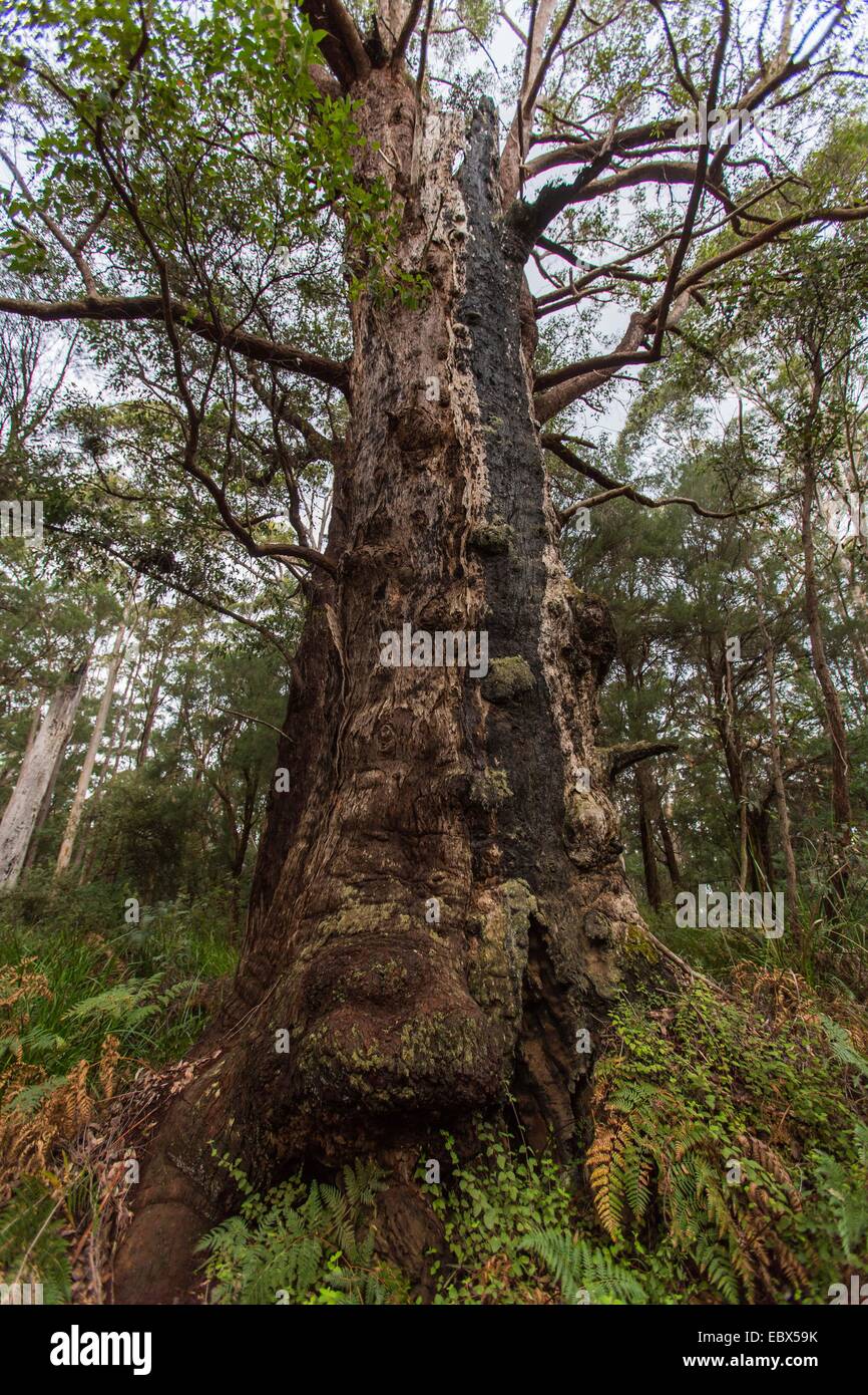 Eucalyptus jacksonii hi-res stock photography and images - Alamy