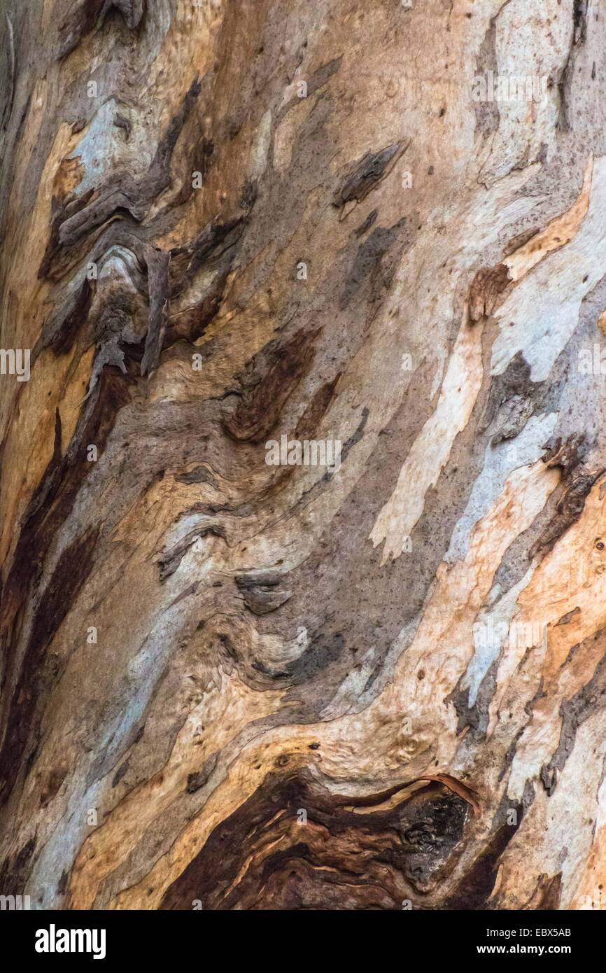 Red Tingle tree in Walpole-Nornalup National Park, Eucalyptus jacksonii ...