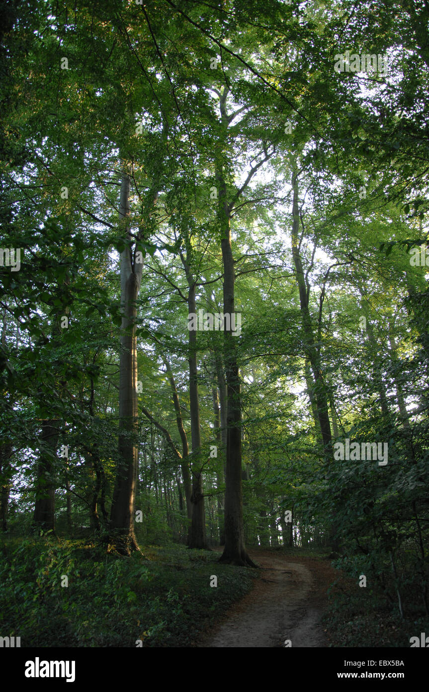 common beech (Fagus sylvatica), beech forest in Natural Park Usedom ...