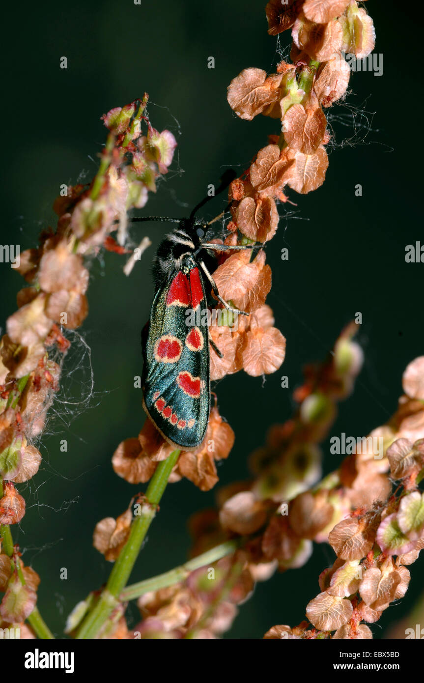 Schmetterling zygaena hi-res stock photography and images - Alamy