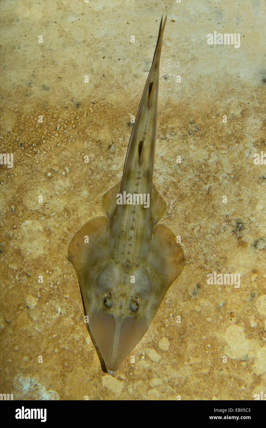 guitarfish (Rhinobatidae), at the sea ground, USA, California Stock ...