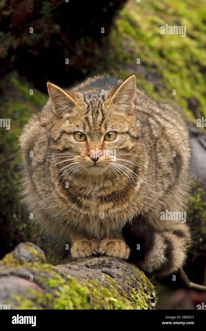 European wildcat, forest wildcat (Felis silvestris silvestris), sitting ...