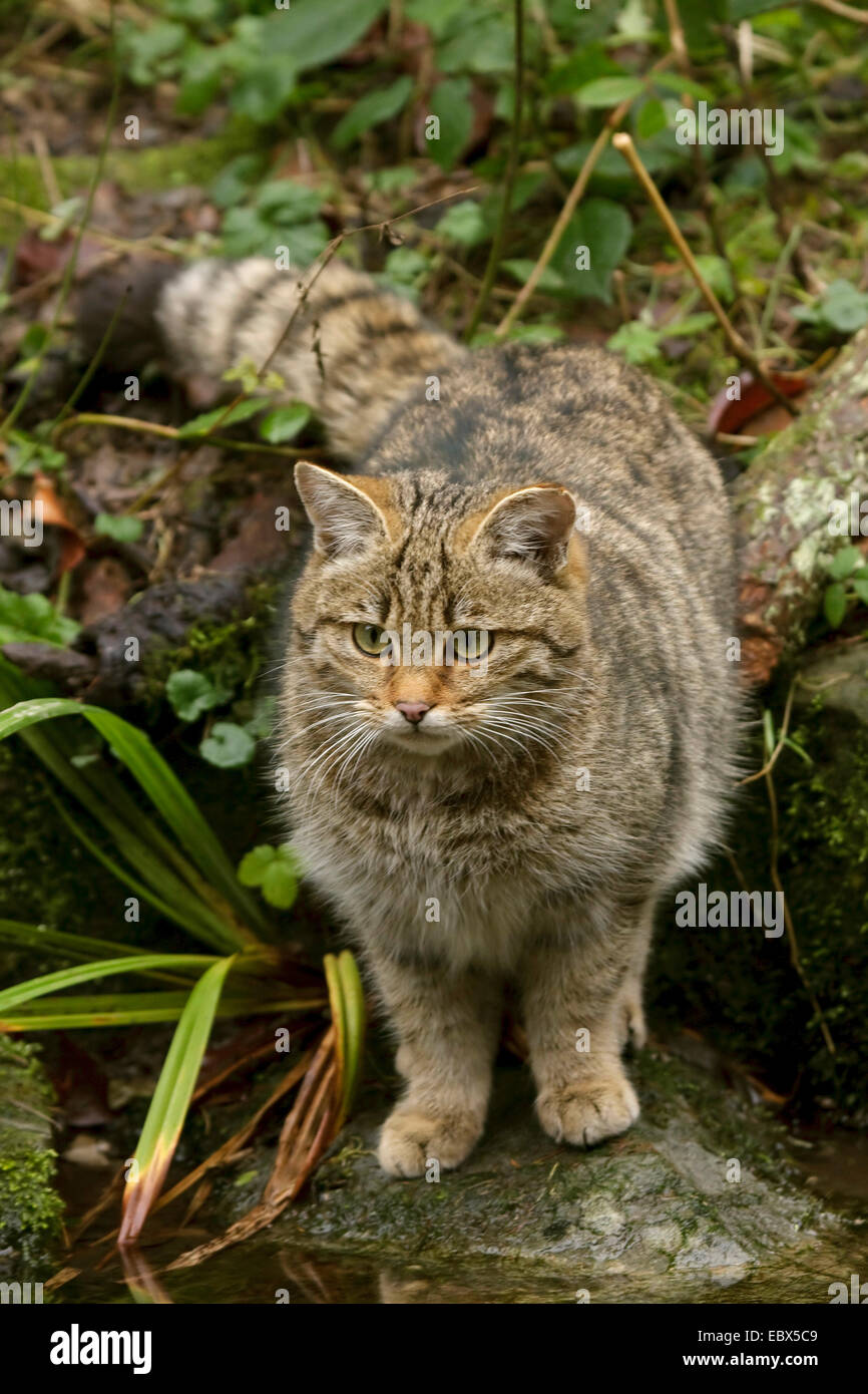 European wildcat, forest wildcat (Felis silvestris silvestris ...
