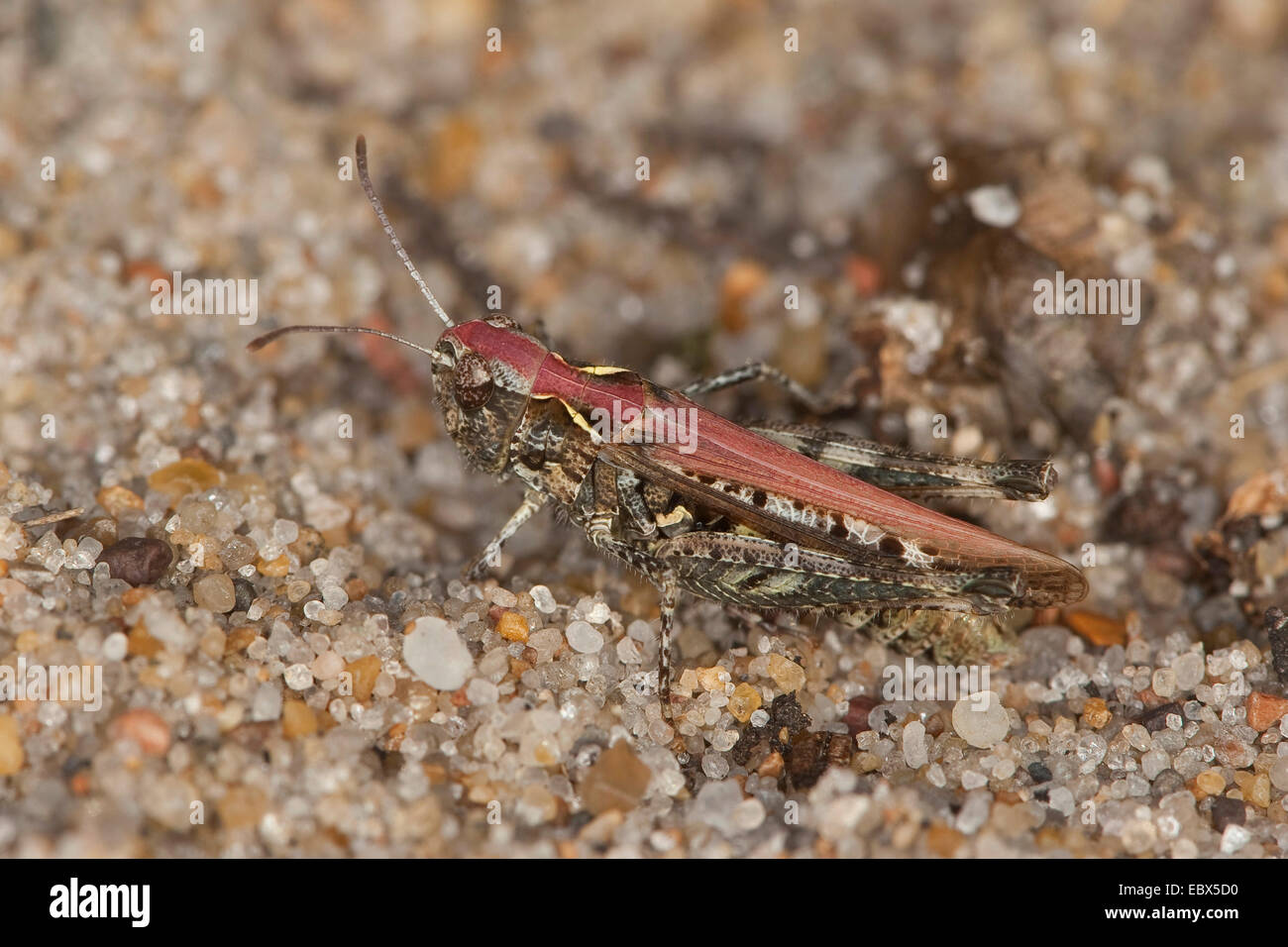 mottled grasshopper (Myrmeleotettix maculatus, Gomphocerus maculatus ...
