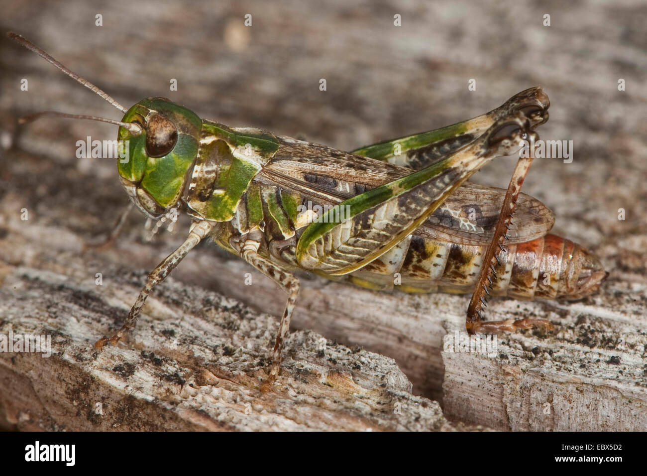 mottled grasshopper (Myrmeleotettix maculatus, Gomphocerus maculatus ...