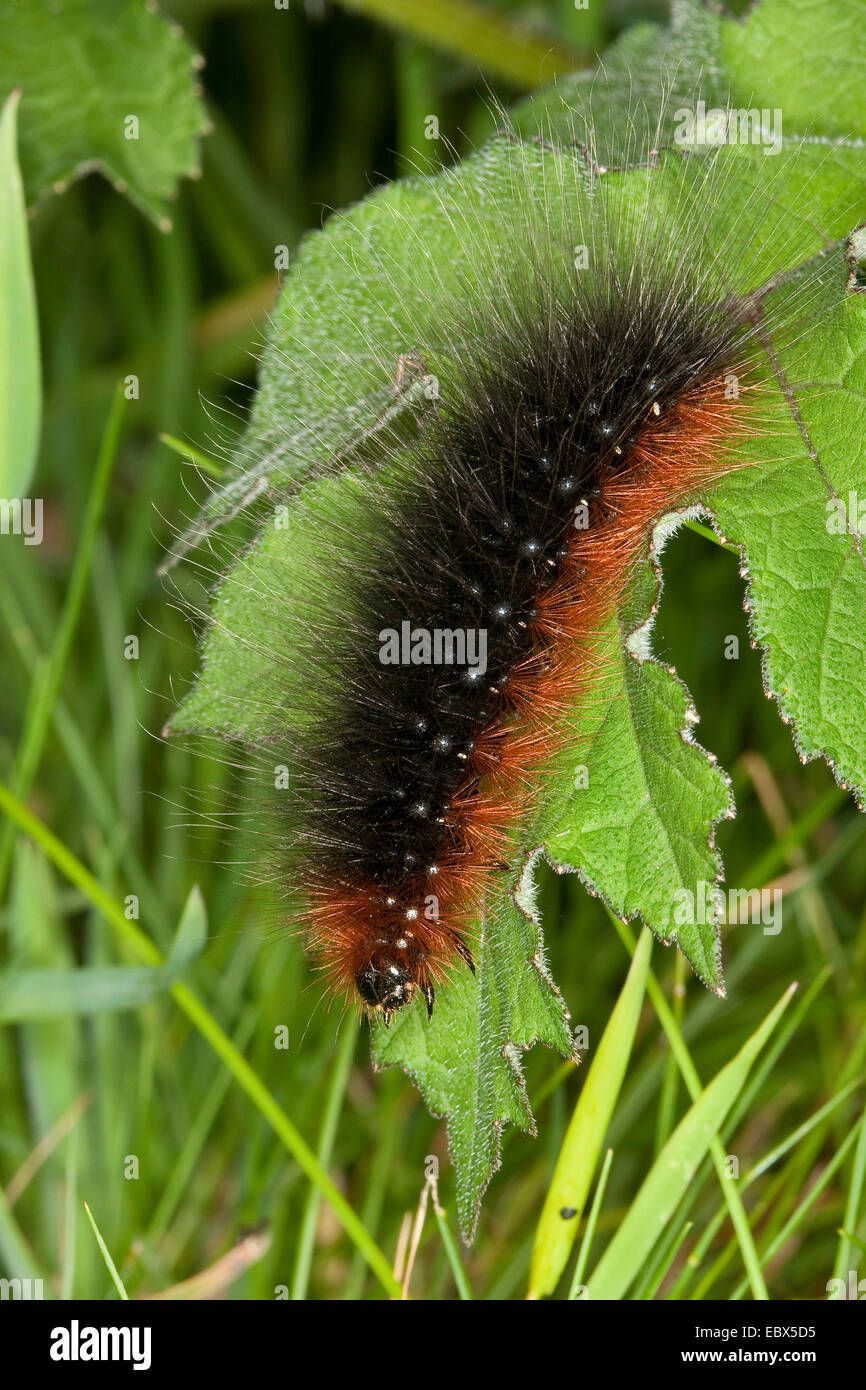 garden tiger (Arctia caja), caterpillar sitting on a leaf, Germany ...