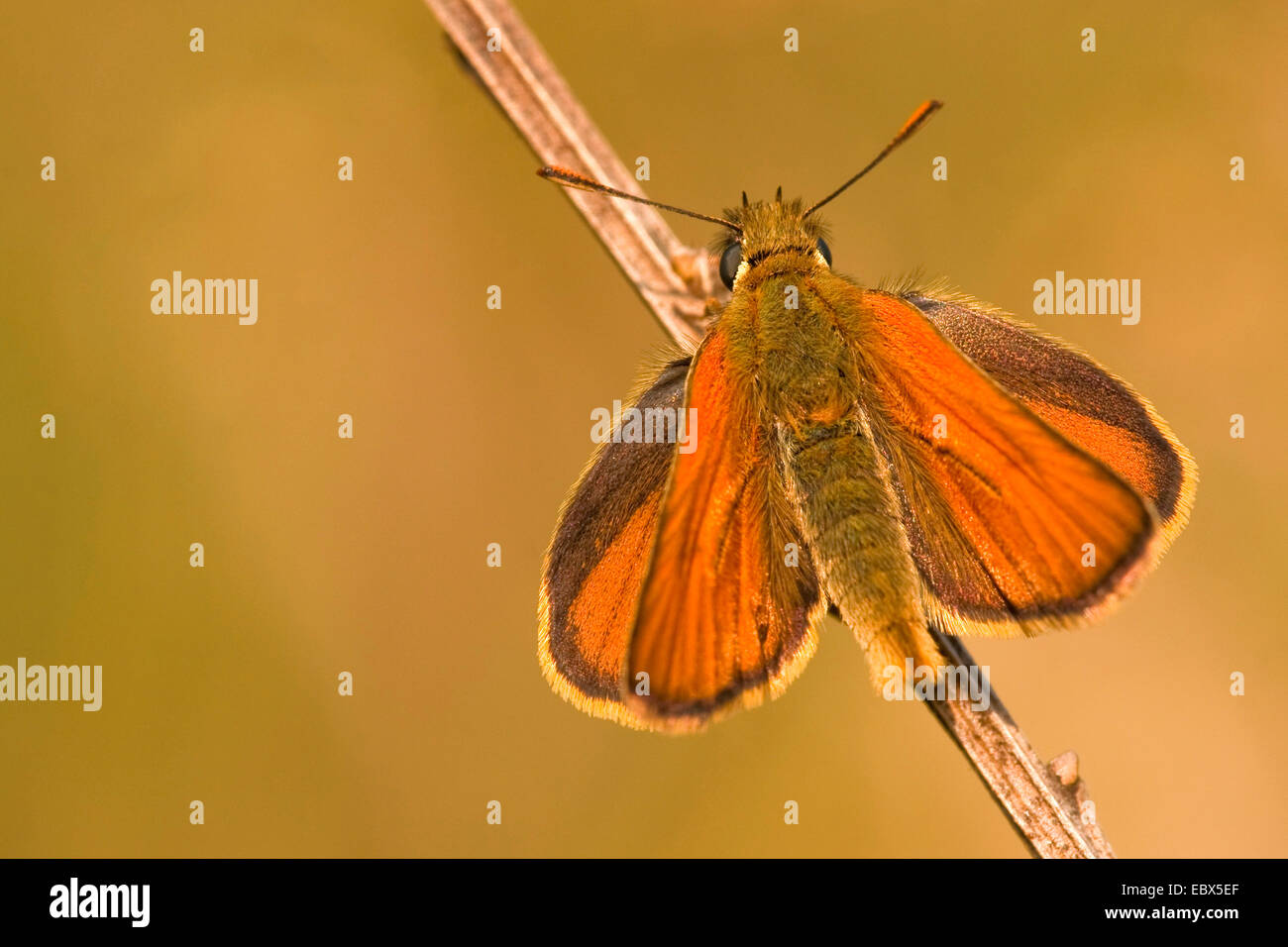 small skipper (Thymelicus sylvestris, Thymelicus flavus), sitting on a ...
