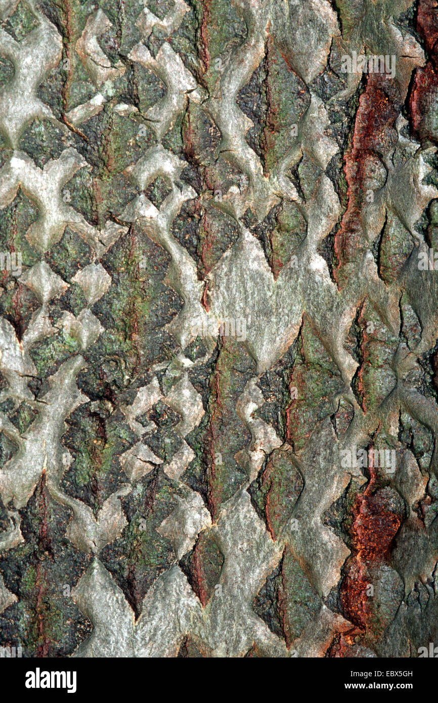 white poplar, silver-leaved poplar, abele (Populus alba), bark Stock ...