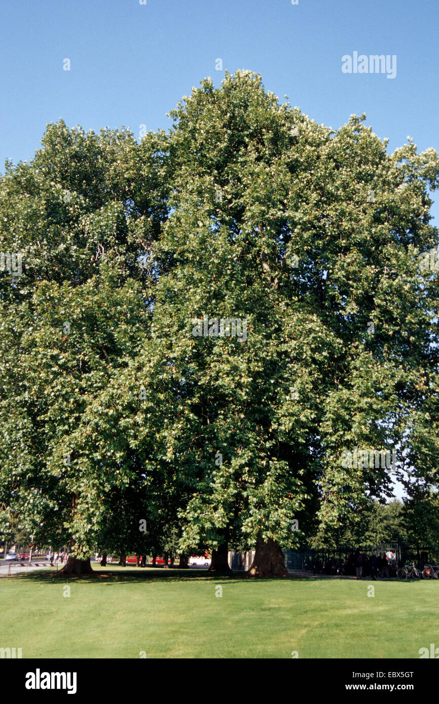 European plane, maple-leaved plane, London plane, London planetree ...