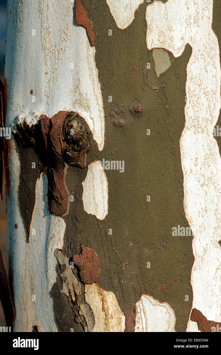 European plane, maple-leaved plane, London plane, London planetree ...