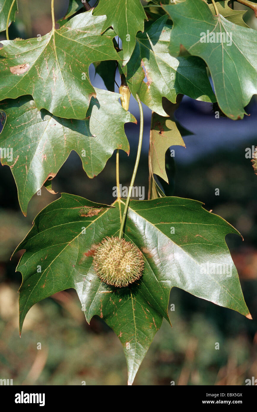 European plane, maple-leaved plane, London plane, London planetree ...