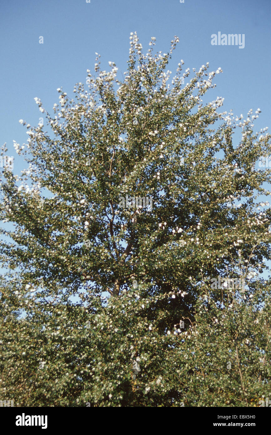 Abele tree hi-res stock photography and images - Alamy