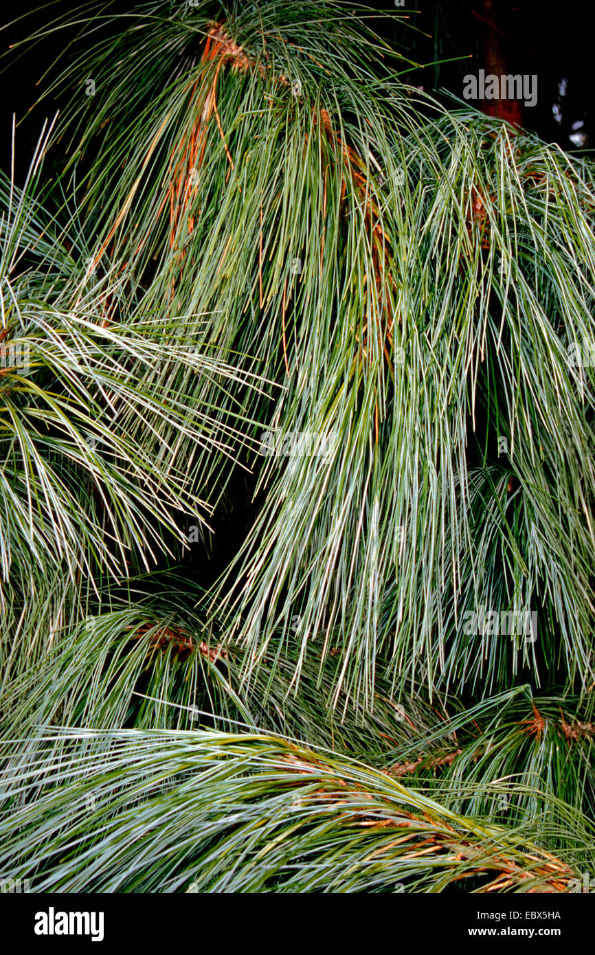 Bhutan Pine, Himalayan Pine (Pinus wallichiana), needles Stock Photo ...