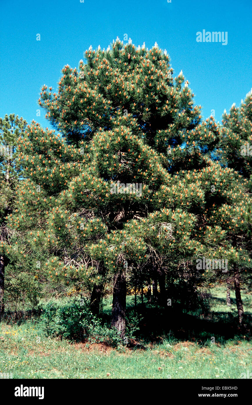 Pinus pinaster (Pinus pinaster), single tree Stock Photo - Alamy