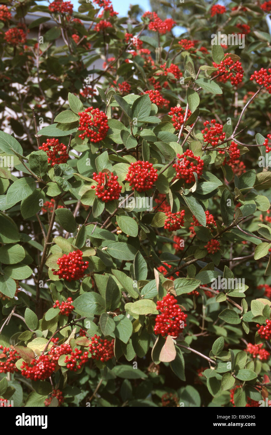 wayfaring-tree (Viburnum lantana), with fruits, Germany Stock Photo - Alamy