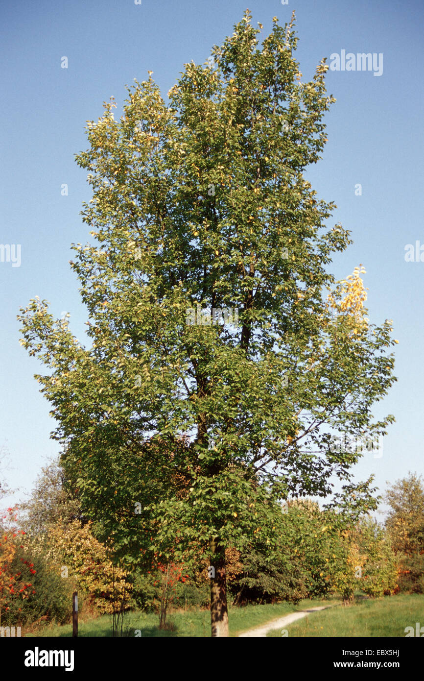 smooth-leaf elm (Ulmus minor, Ulmus campestris, Ulmus carpinifolia ...