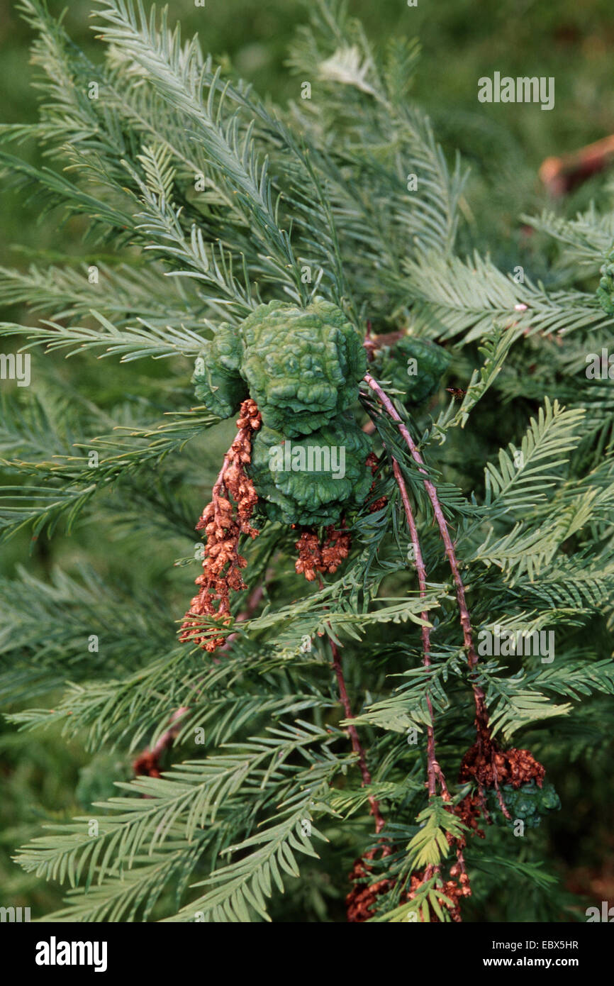 baldcypress (Taxodium distichum), branch with old male inflorescences ...