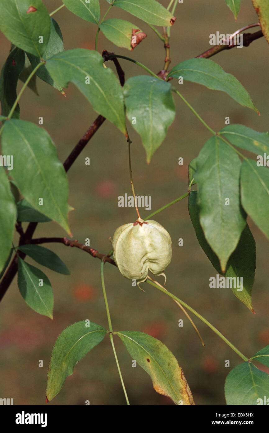 Bladdernut, European Bladdernut (Staphylea pinnata), with fruit Stock ...