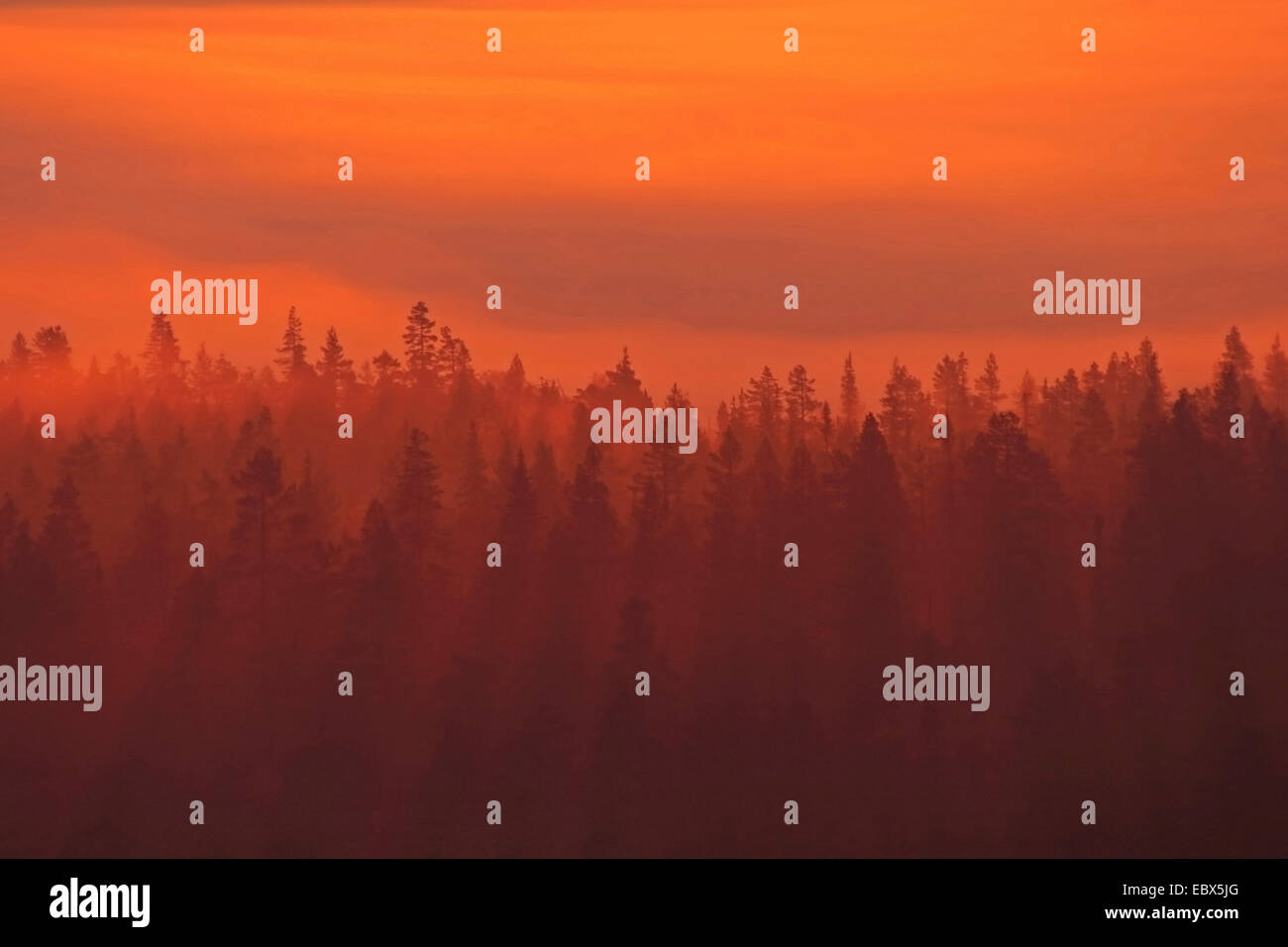 Mist over treetops High Resolution Stock Photography and Images - Alamy