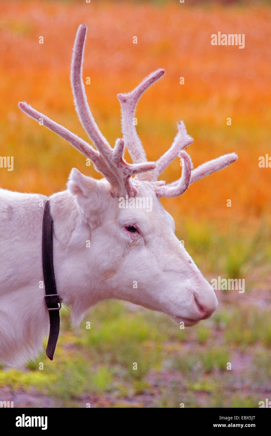 reindeer, caribou (Rangifer tarandus), portrait of an albino with ...