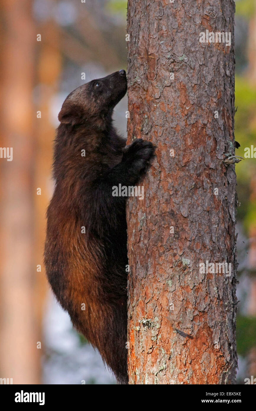 wolverine (Gulo gulo), climbing up a trunk, Finland Stock Photo - Alamy