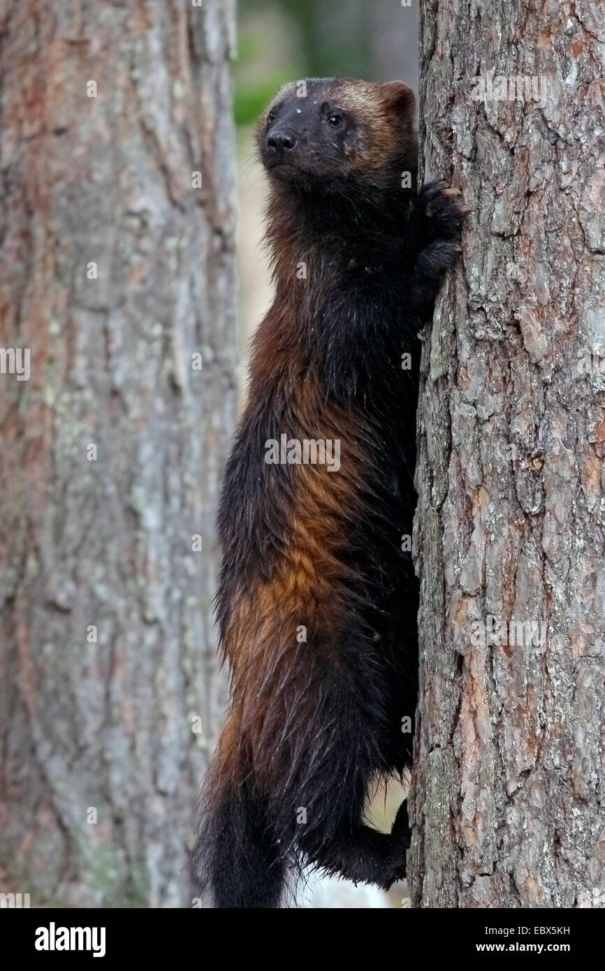 Wolverine climbing on a tree hi-res stock photography and images - Alamy