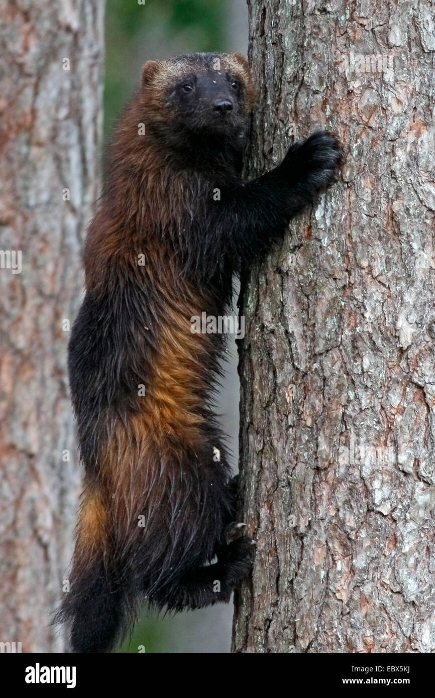 wolverine (Gulo gulo), climbing up a trunk, Finland Stock Photo - Alamy