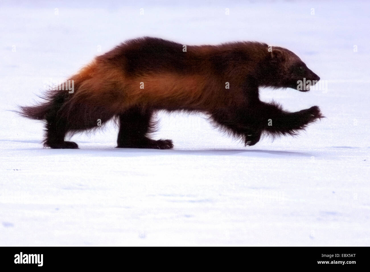 wolverine (Gulo gulo), running in snow field, Finland Stock Photo - Alamy
