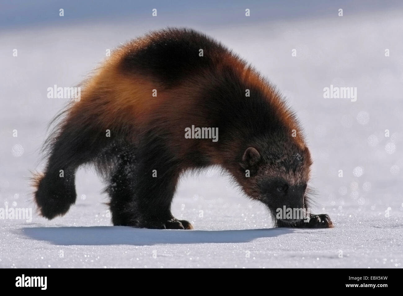 Wolverine Animal With Prey High Resolution Stock Photography and Images ...