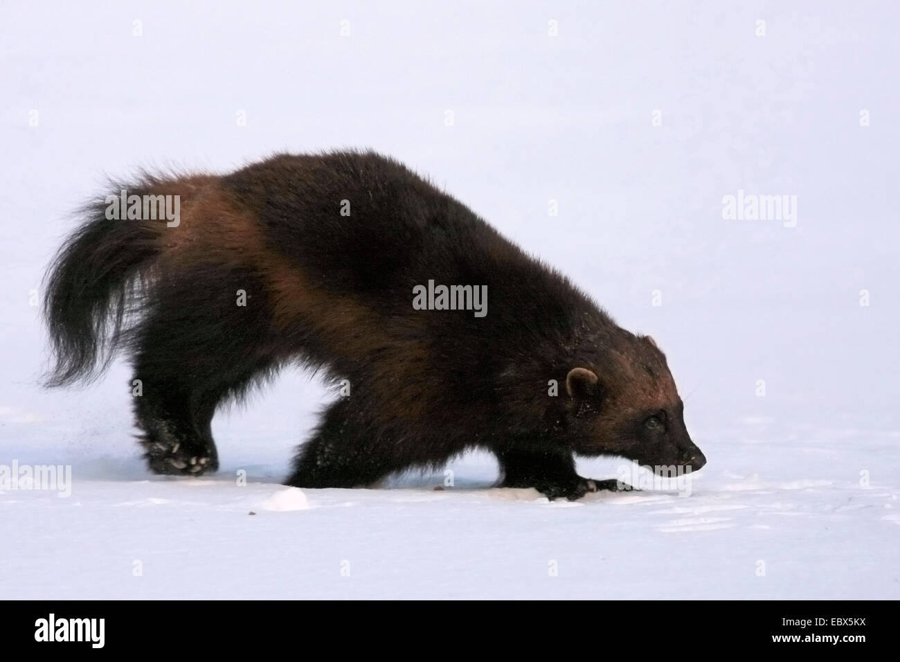 wolverine (Gulo gulo), walking in snow field, Finland Stock Photo - Alamy
