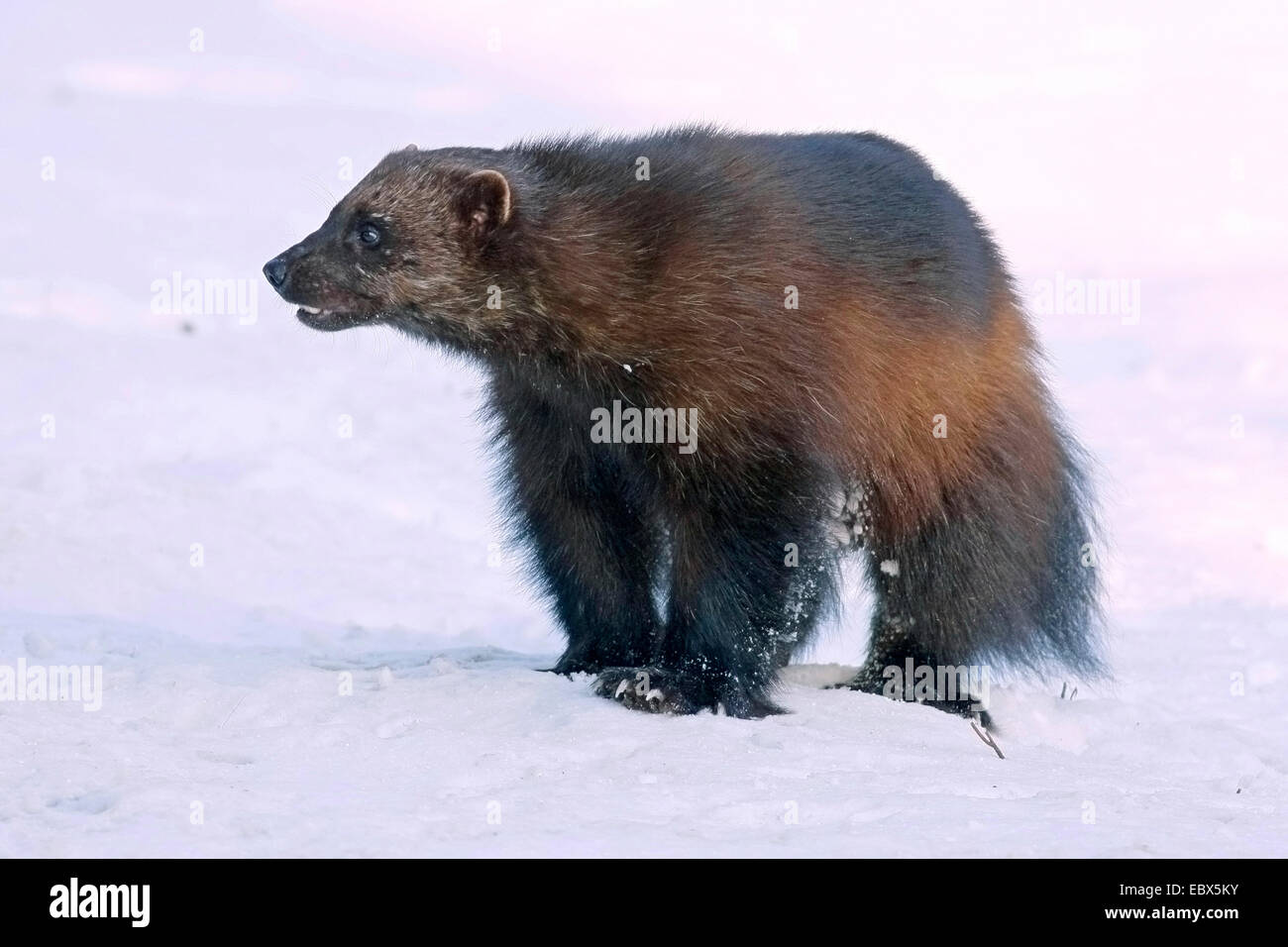 Wolverine Animal With Prey High Resolution Stock Photography and Images ...