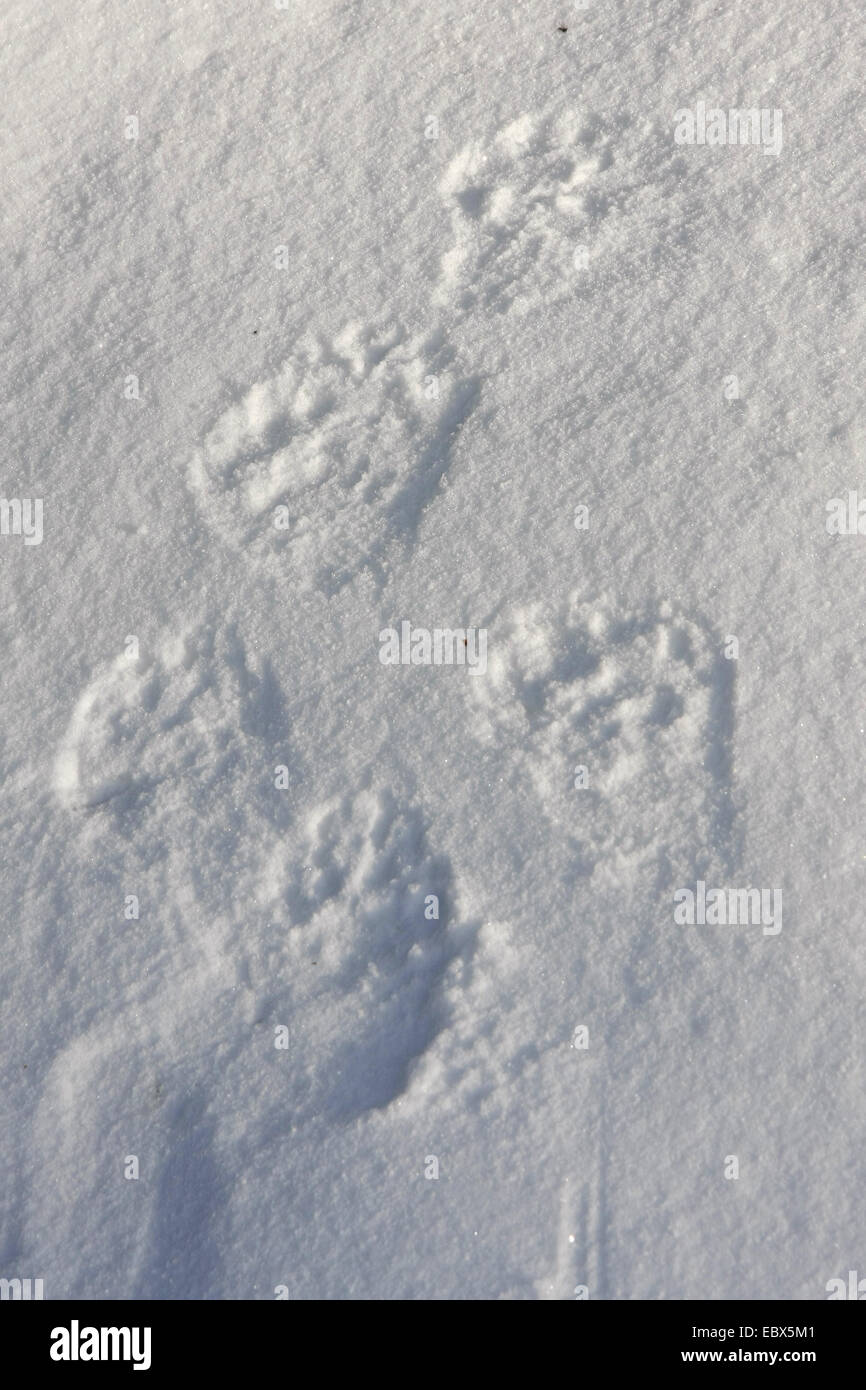wolverine (Gulo gulo), footprints in the snow, Finland Stock Photo - Alamy