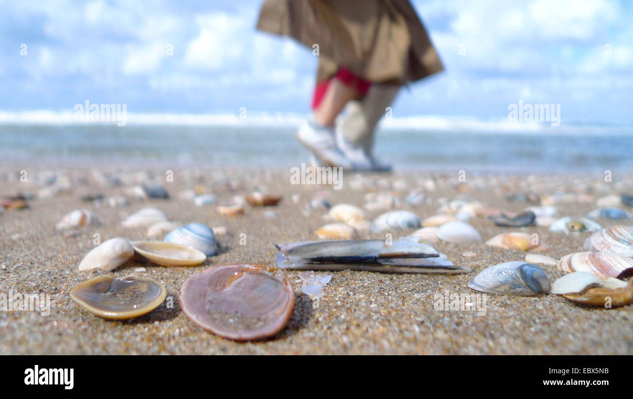 shell on the beach, Netherlands, Noordwijk Stock Photo - Alamy