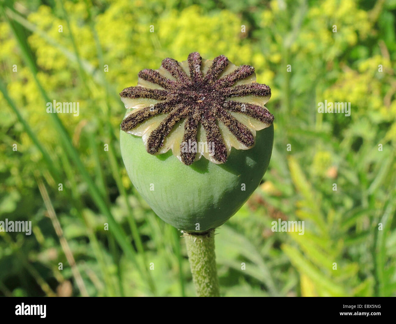 Oriental poppy (Papaver orientale), capsule Stock Photo - Alamy