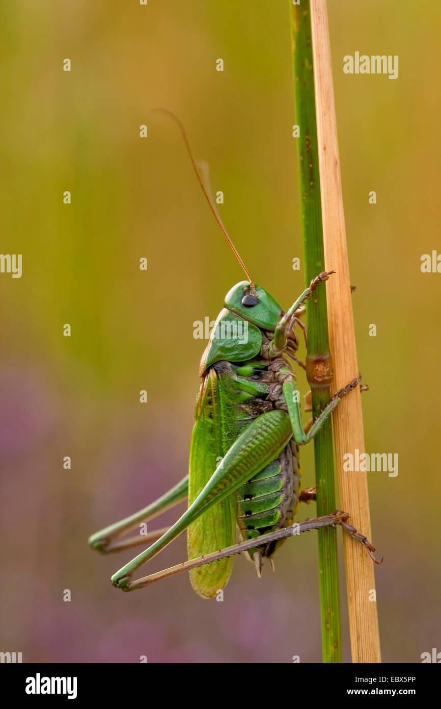wart-biter, wart-biter bushcricket (Decticus verrucivorus), male at a ...