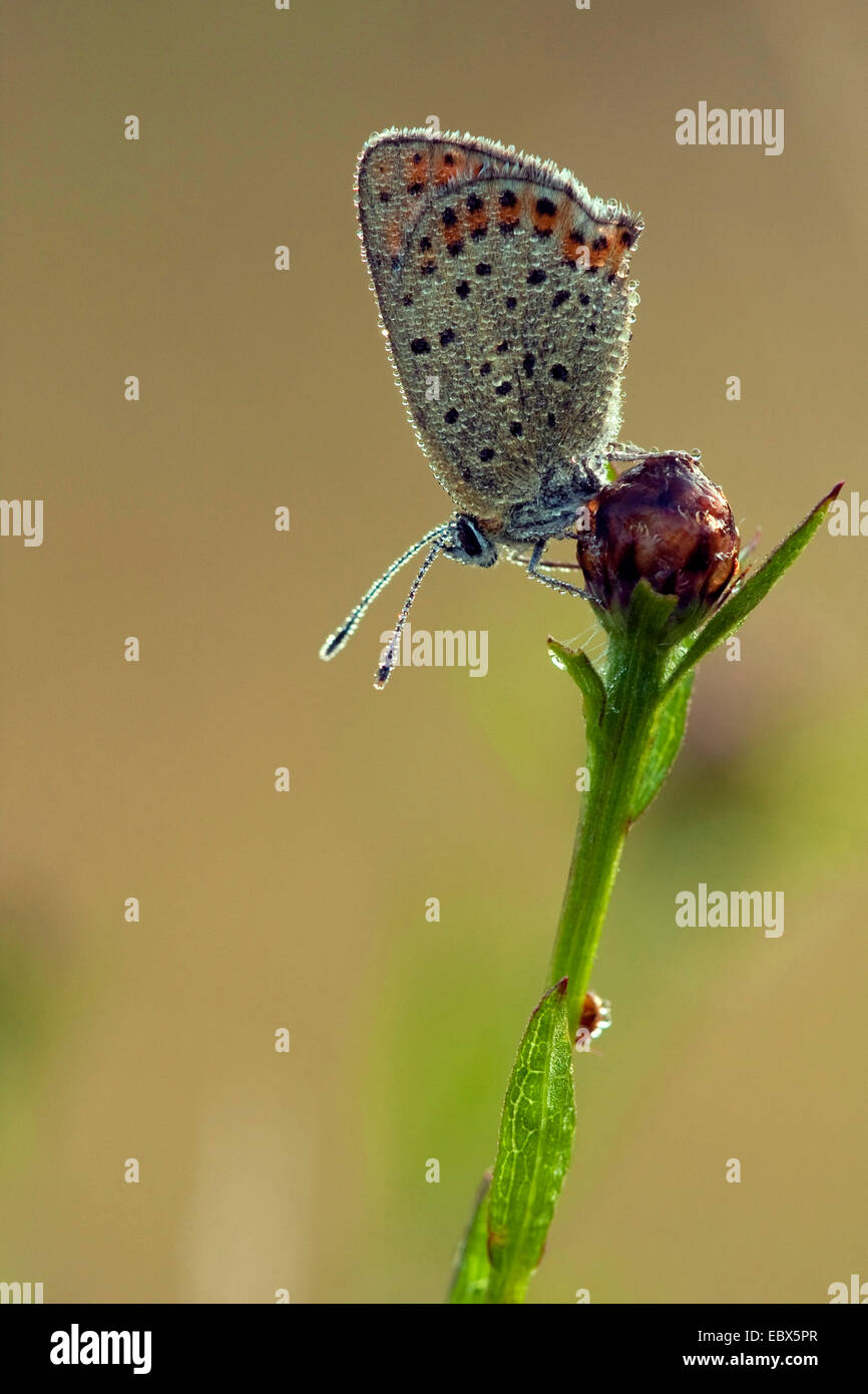 sooty copper (Heodes tityrus, Loweia tityrus, Lycaena tityrus), sitting ...
