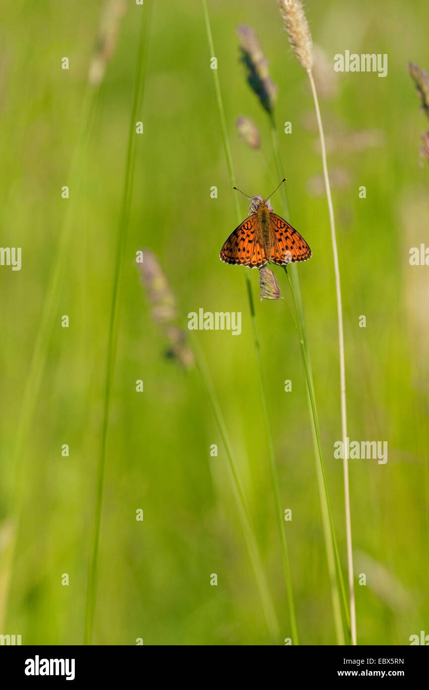 Lesser spear grass hi-res stock photography and images - Alamy